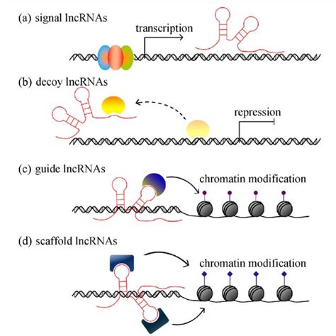 Schematic Diagram Of The Modes Of Action Of Lncrnas A Signal Lncrnas