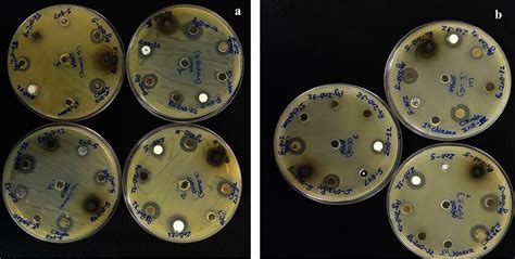 Zone Of Inhibition In A Staphylococcus Aureus Atcc 6538p B Download Scientific Diagram