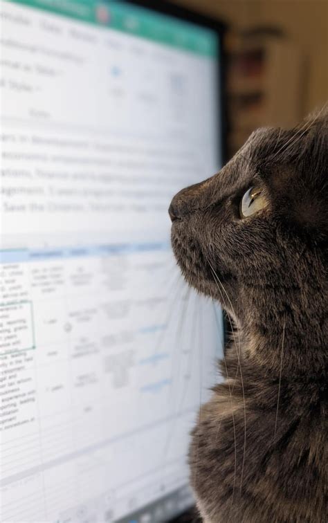 Spreadsheet Cat Continues To Excel Rcatswithjobs