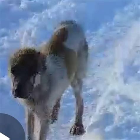 КС 4 лапы объявления 🆘🆘🆘Кот Котор забрали в клинику Перелом лап Но операцию сказали не