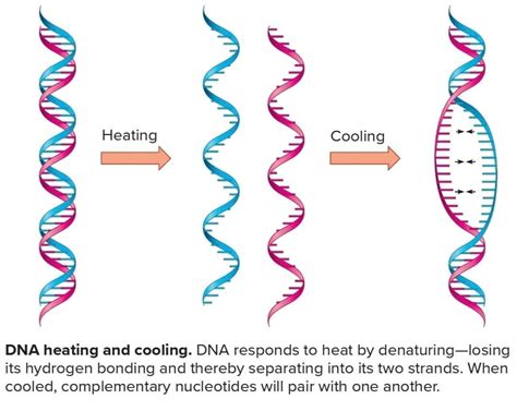 Denaturation Of The Dna Double Helix‼️ When Heated To Temperatures Just Below Boiling The