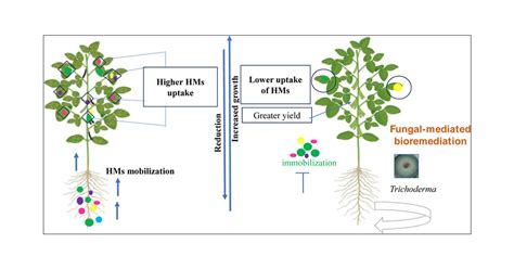 Trichoderma Inoculation Alleviates Cd And Pb Induced Toxicity And