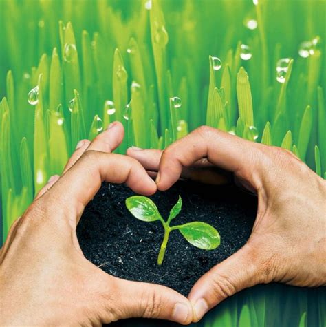 Минеральное удобрение Нитрат кальция (Кальциевая селитра). Состав и ...