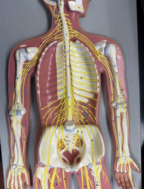 Lab 8 Exercise 6 Part A Diagram Quizlet