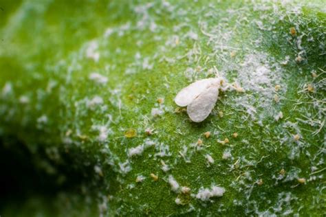 Whitefly Larvae