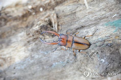 멸종위기·희귀곤충 4종 제주 선흘곶자왈에 서식 확인