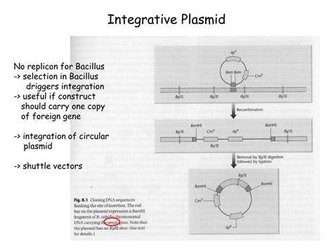 Ppt Gene Expression Systems In Prokaryotes Powerpoint Presentation Free Download Id316875