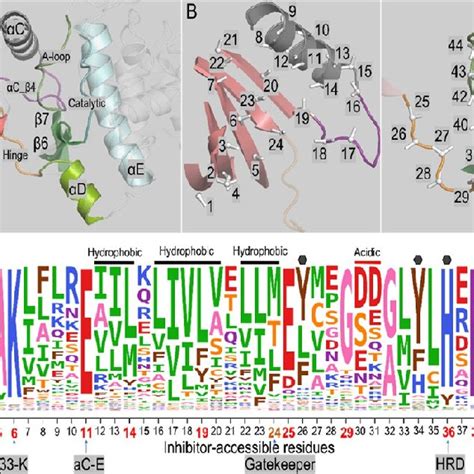 Inhibitor Accessibility In Kinase Drug Binding Pockets A A Total Of