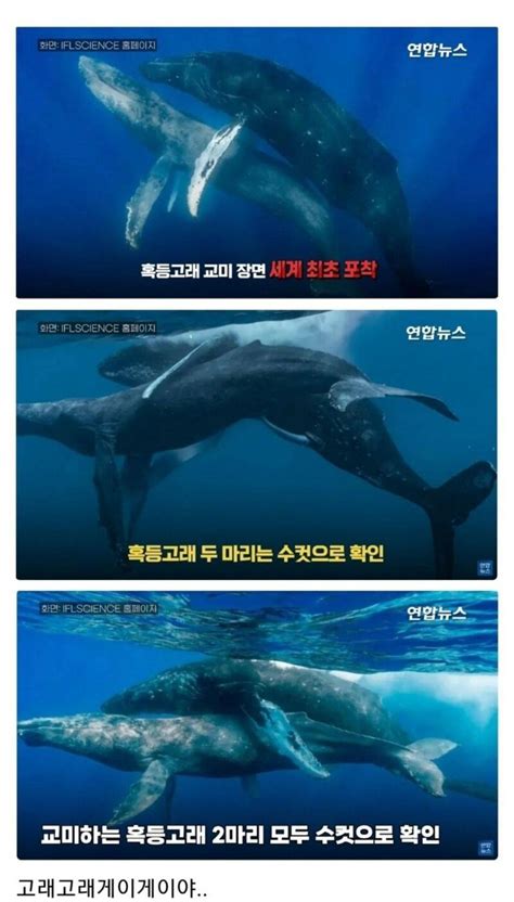 세계 최초로 포착된 혹등고래의 교미 장면 인스티즈 Instiz 이슈 카테고리