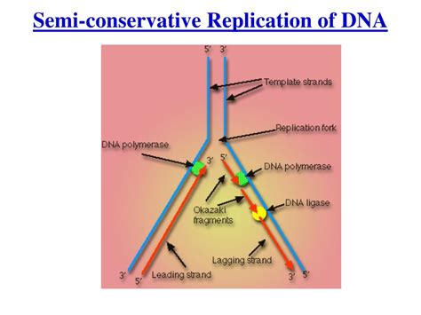 Ppt Understanding Microbial Genetics Dna Structure Replication And