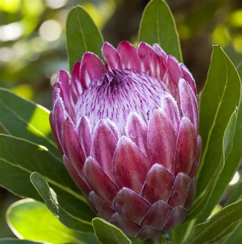 The Best Protea Plants For Sale Free Shipping Over 150