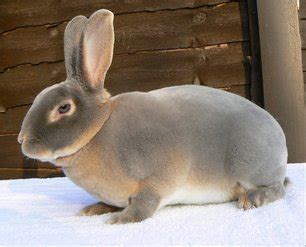 Mini Rex Color Guide Wildriver Rabbitry