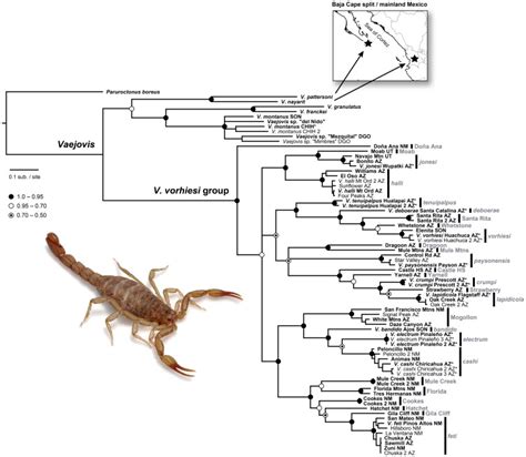 Phylogeny Inferred From Bayesian Analyses Of 1258 Bp Of Concatenated