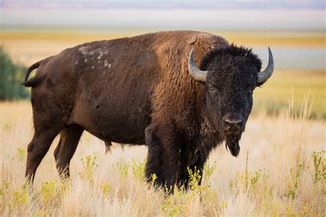 Bison Meat Makes Its Mark In Wisconsin Mid West Farm Report