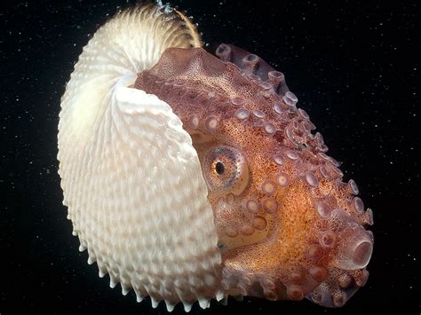 Argonaut Paper Nautilus