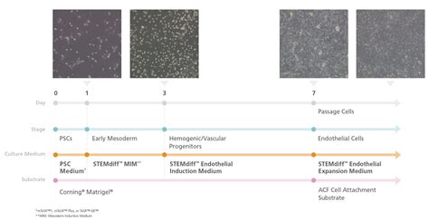 STEMdiff Endothelial Differentiation Kit STEMCELL Technologies