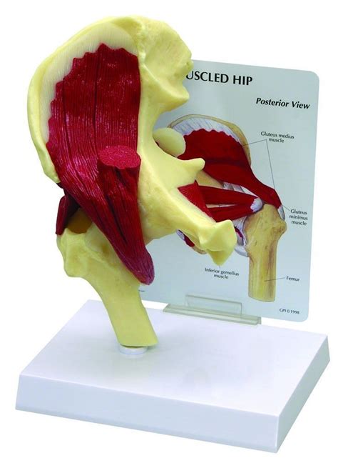 Muscled Hip Joint Anatomy Model Nebraska Scientific