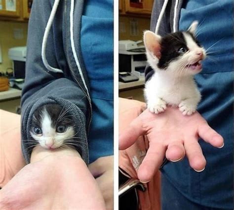 Самые милые котики Пикабу