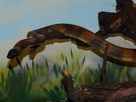 Bothrochilus Boa Bismarck Ringed Python In Zoos