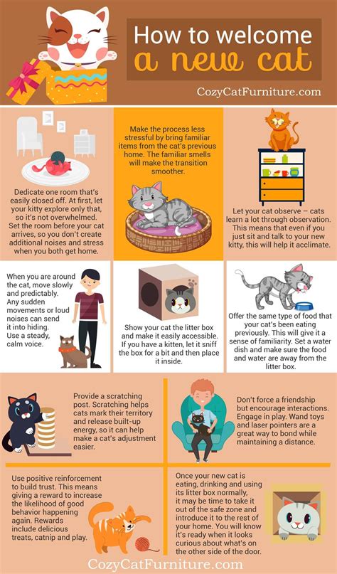 New Cat In Home How To Introduce New Kitty And Help It Adapt Cat