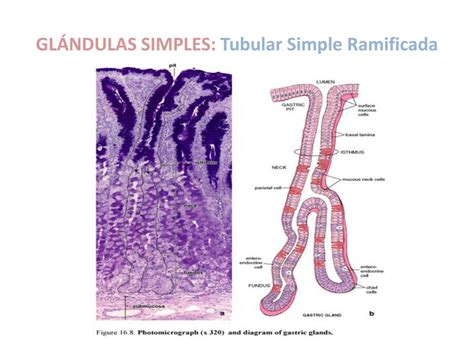 Ppt Tejido Epitelial Glandular Powerpoint Presentation Free Download