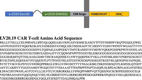 Lv20 19 Construct And Sequence Anti Cd19 And Anti Cd20 Car Constructs Download Scientific