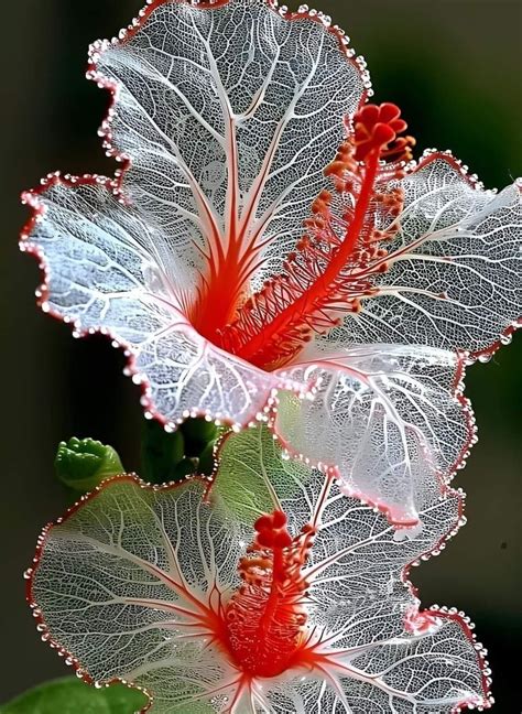 Hibiscus Digital Art Strange Flowers Unusual Flowers Weird Plants