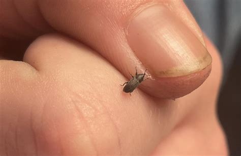 Tiny Weevil Time Rweeviltime