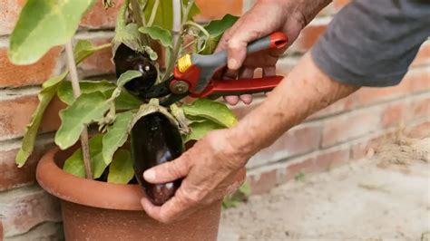 Master Growing Eggplant In Pots Easily At Home Basic Steps For Beginners