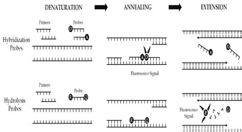 Detection Of Nucleic Acids Using Hybridization And Hydrolysis Probes In
