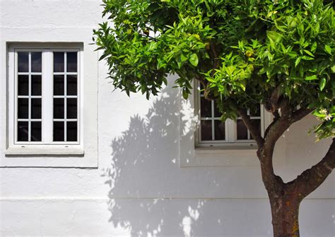 10 Signs Your Tree Is A Hazard To Your Home Home Texture