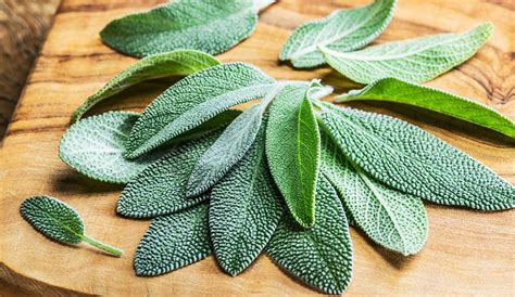 Guía Esencial Del Cultivo De Salvia Blogs Tiendajardin Tienda Jardin