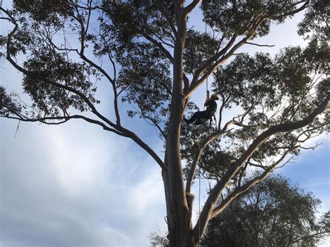 Home Auckland Tree Works