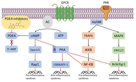 An Overview Of Pde4 Inhibitors In Clinical Trials Encyclopedia Mdpi