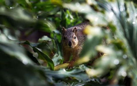 Cute Fox Squirrel Online Jigsaw Puzzles