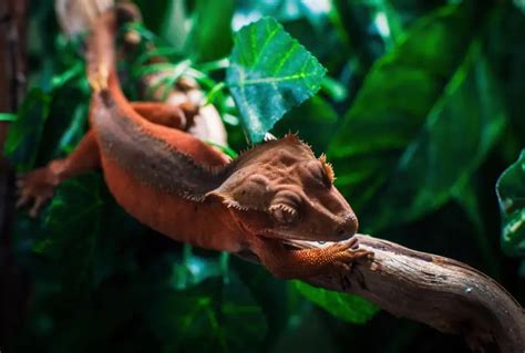 How Long Do Crested Geckos Live Crested Gecko Lifespan