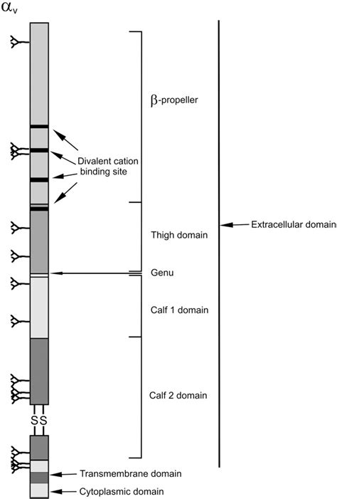 Figure 1 From Cell Migration The Role Of Integrin Glycosylation Semantic Scholar