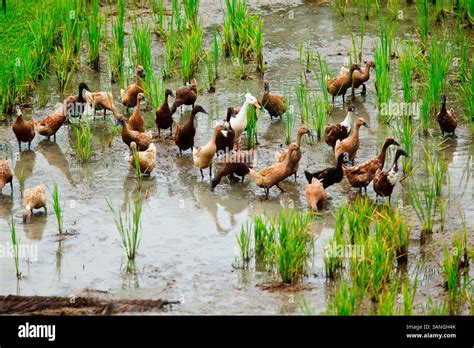 Apr 21 2010 Ubud Bali Indonesia Ducks In A Rice Paddy In Ubud