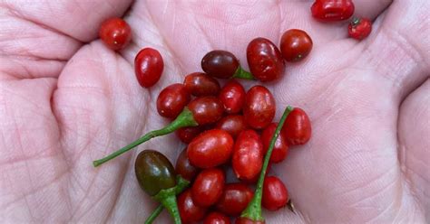 Chile Pequin The Sacred Journey School Of Herbalism