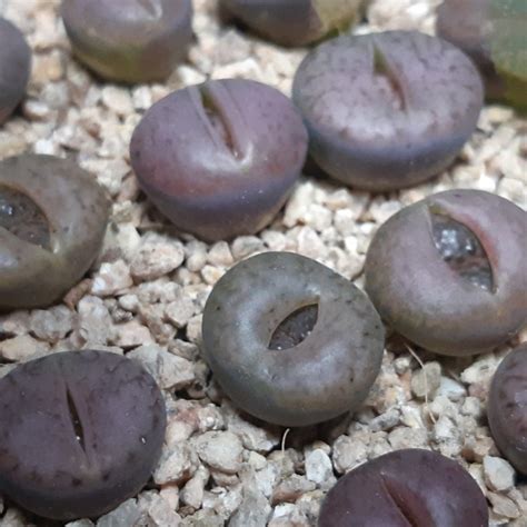 리톱스 키우기리톱스는 탈피 중 네이버 블로그