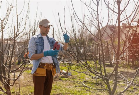 Insider Secrets For Pruning Neglected Fruit Trees Revive Your Orchard