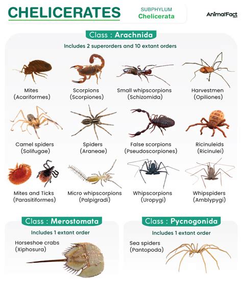 Chelicerata Facts Classes Habitat Examples And Pictures