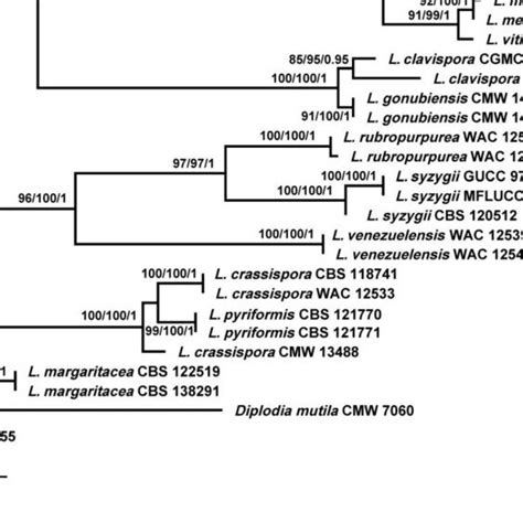 maximum parsimony phylogram reconstructed from the combined sequences