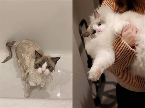 ここまで変化猫のお風呂中とあがった後のビフォーアフターに衝撃 2021年10月30日掲載 ライブドアニュース