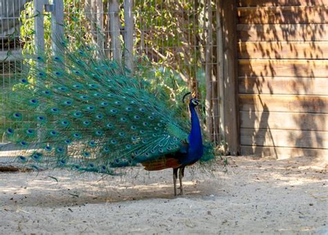 Premium Photo Side View Of Indian Peacock With Fully Fanned Tail And Dancing On Ground Adult