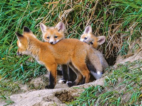 Red Fox Kit The Timid And Curious Red Fox Nature Canada