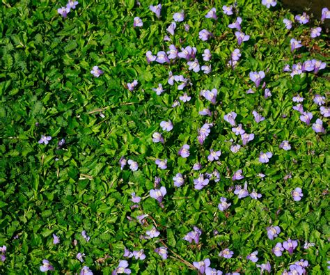 Walkable Ground Cover Plants Are The Pretty Backyard