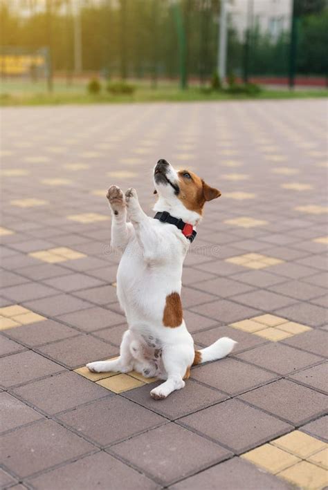 Adorable Jack Russell Terrier Dog Outdoors Begging For A Treat From His