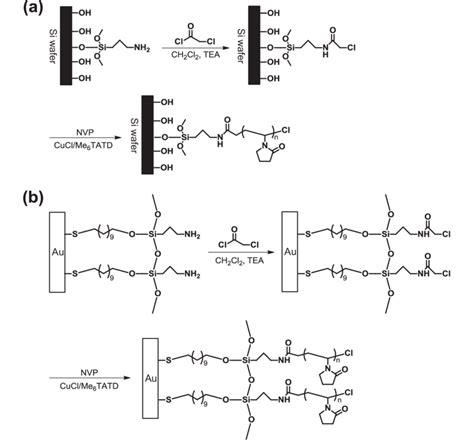 Scheme 24 Surface Initiated Atrp Of Nvp From A Silicon And B Gold