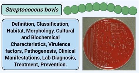 Streptococcus Bovis An Overview Microbe Notes